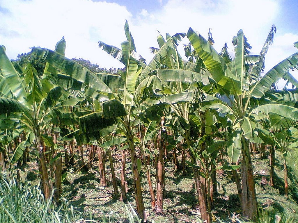 16 Datos de Urabá que tal vez no sabías. | Mundo Urabá