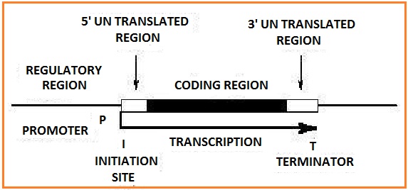 BIOLOGI GONZAGA: KODOGEN TO KODON