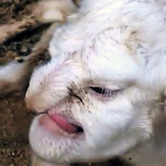 Welcome to AbujaGist: Newborn Lamb Born With 'Face Of An Angry Old Man ...