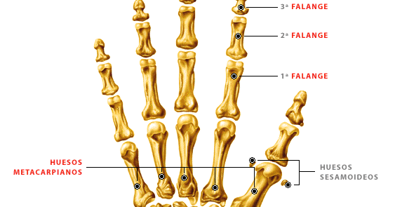 ccnn_2010_3º_eso: FALANGES DE LA MANO