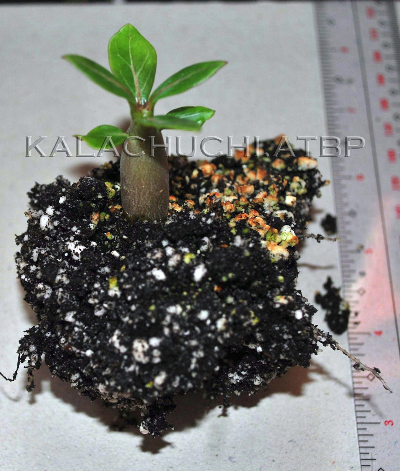Kalachuchi Atbp: Part IV: Transplanting Adenium Seedlings (with 2020 ...