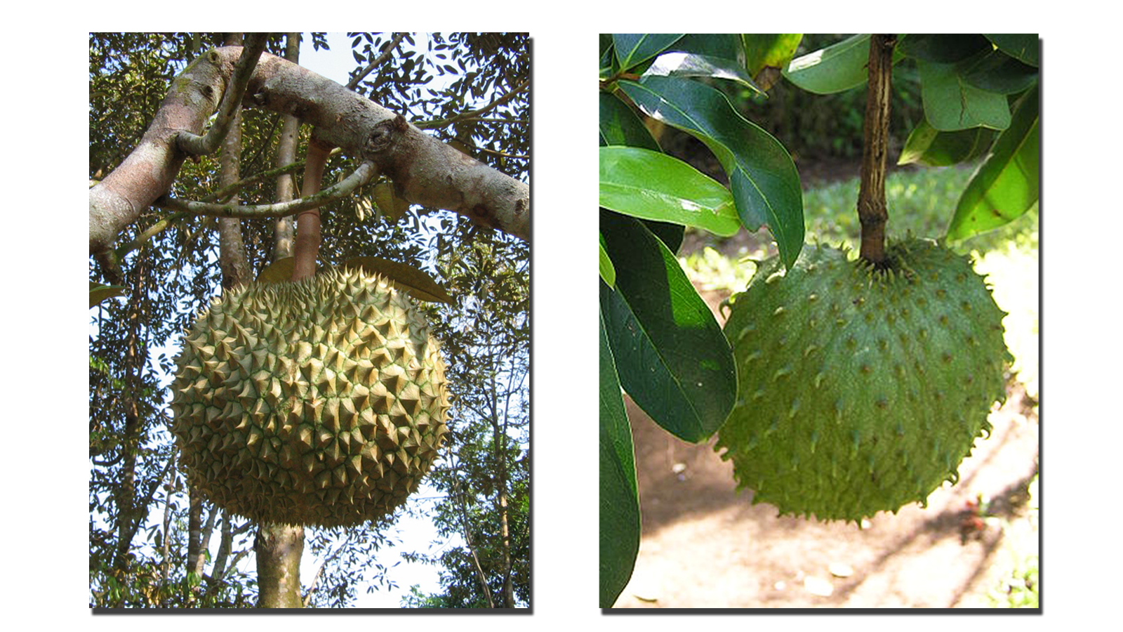 Durian Info: The Origin of Durian