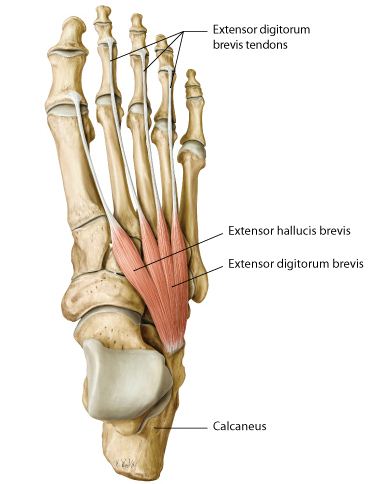 Anatomi Otot Extensor Digitorum Brevis (EDB) - Anatomi Tutorial