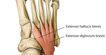 Anatomi Otot Extensor Digitorum Brevis (EDB) - Anatomi Tutorial