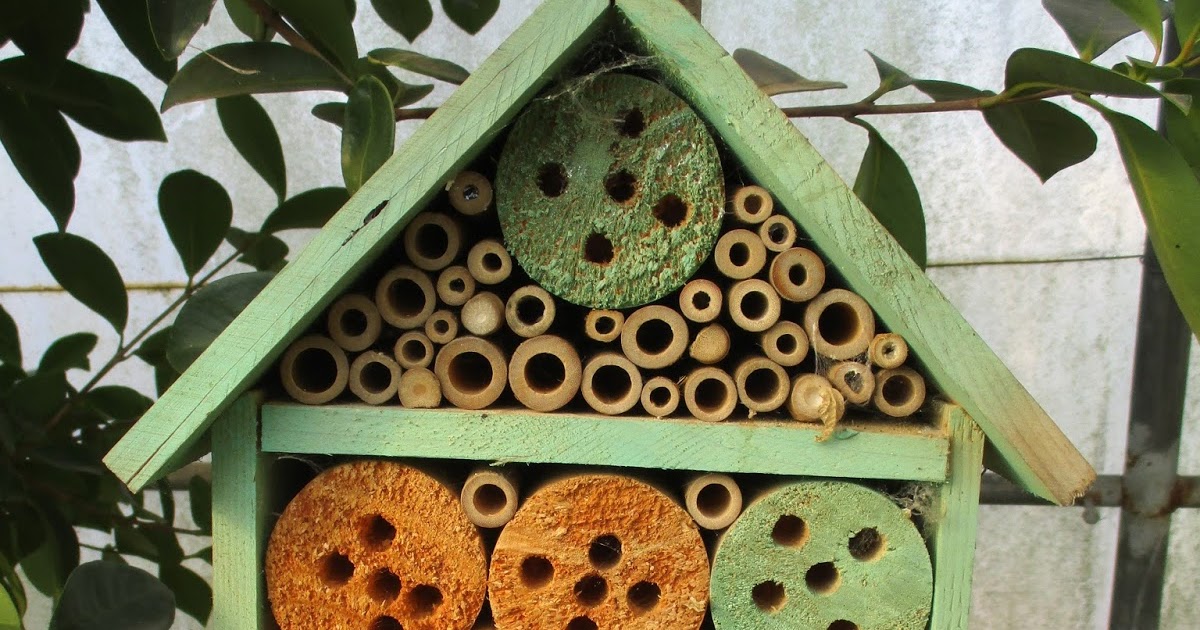 Terra e Sementes: Casa de insectos