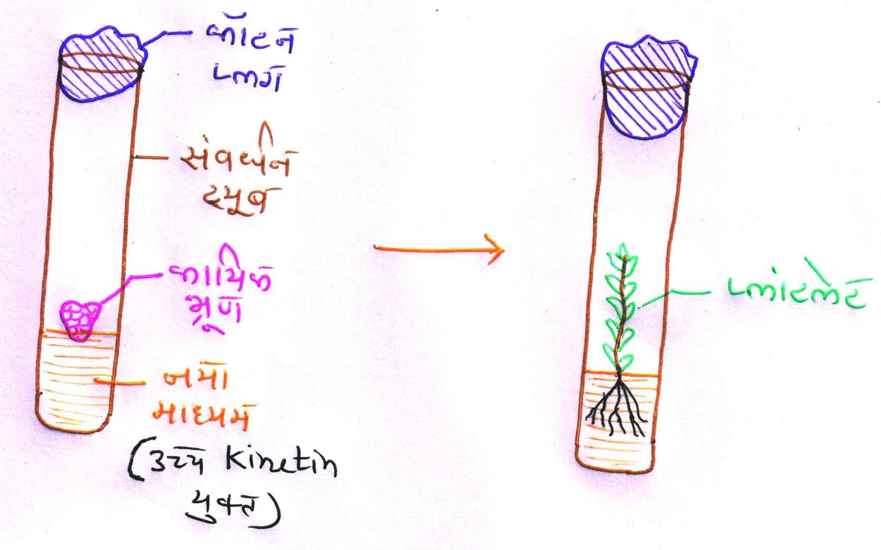 Micro-propagation- Definition, methods, stages of micro-propagation and ...