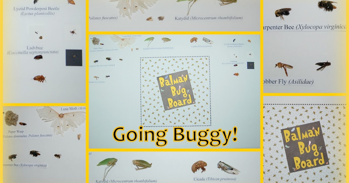 Kathys Cluttered Mind: Science Homeschool Fun - Bug Specimen Board