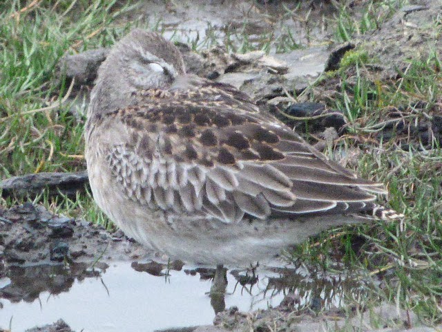 Valley Naturalist: And through the gloom of a Fochriw morning, it emerged.
