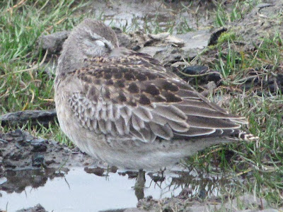 Valley Naturalist: And through the gloom of a Fochriw morning, it emerged.
