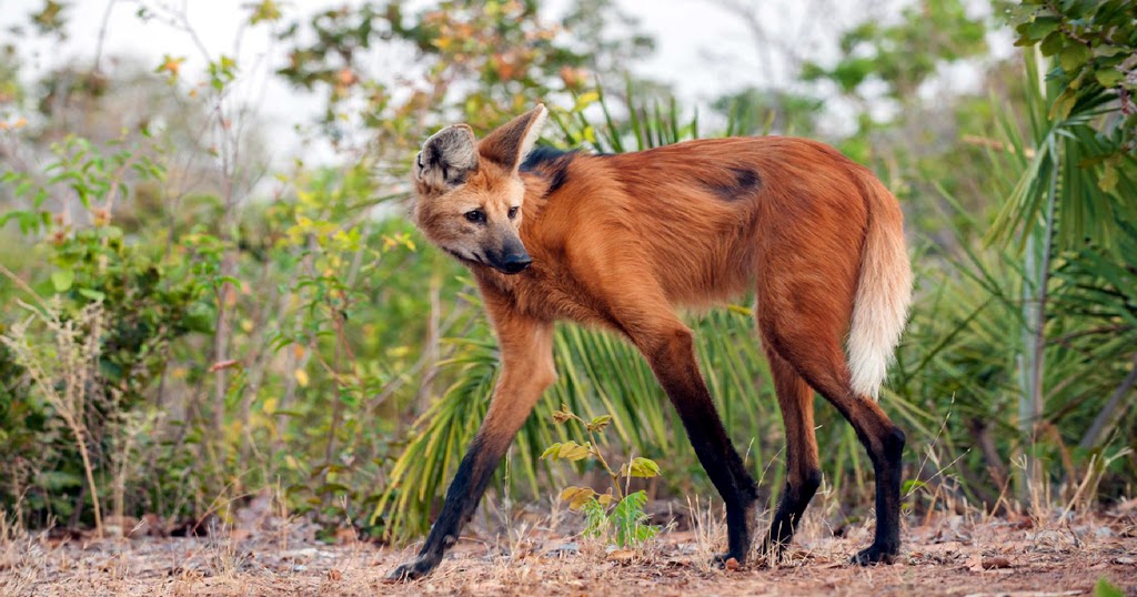 Maned wolf in Piauí State, Brazil