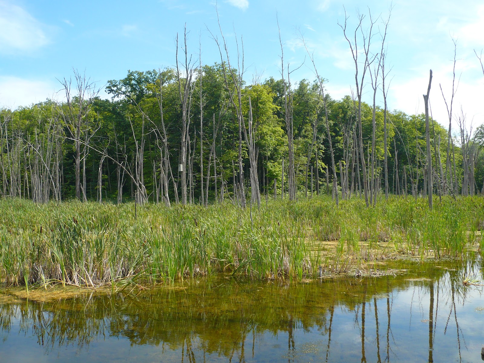 CANADA, trois petits points: Parc nature Cap St Jacques & Ile Bizard