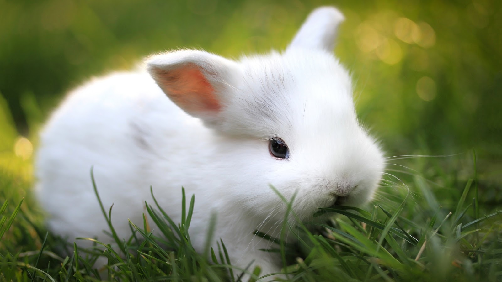 Mystery Wallpaper: Cute White Bunny