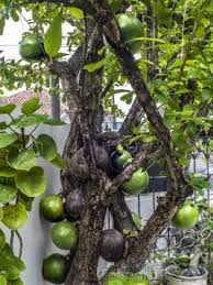 Pohon majapahit / pohon mojo ~ Arya Flower Landscape