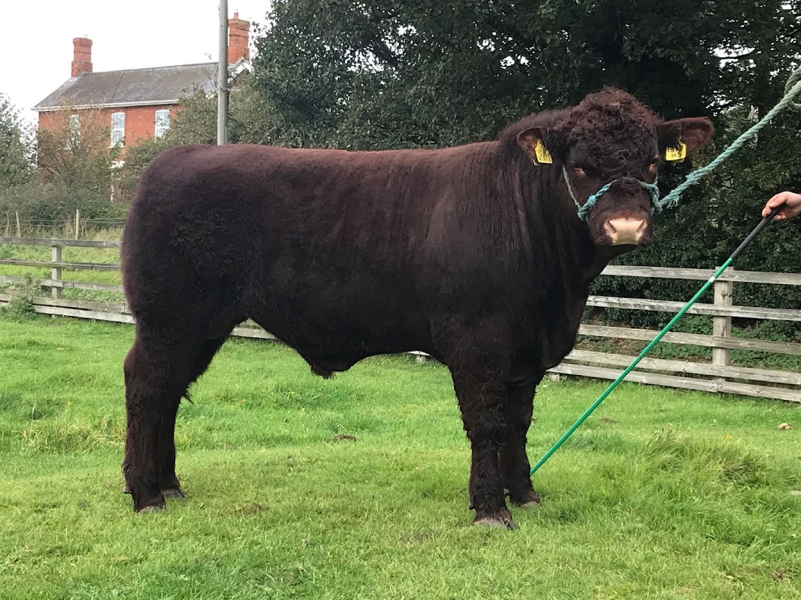 The Beverley herd of Lincoln Red Cattle