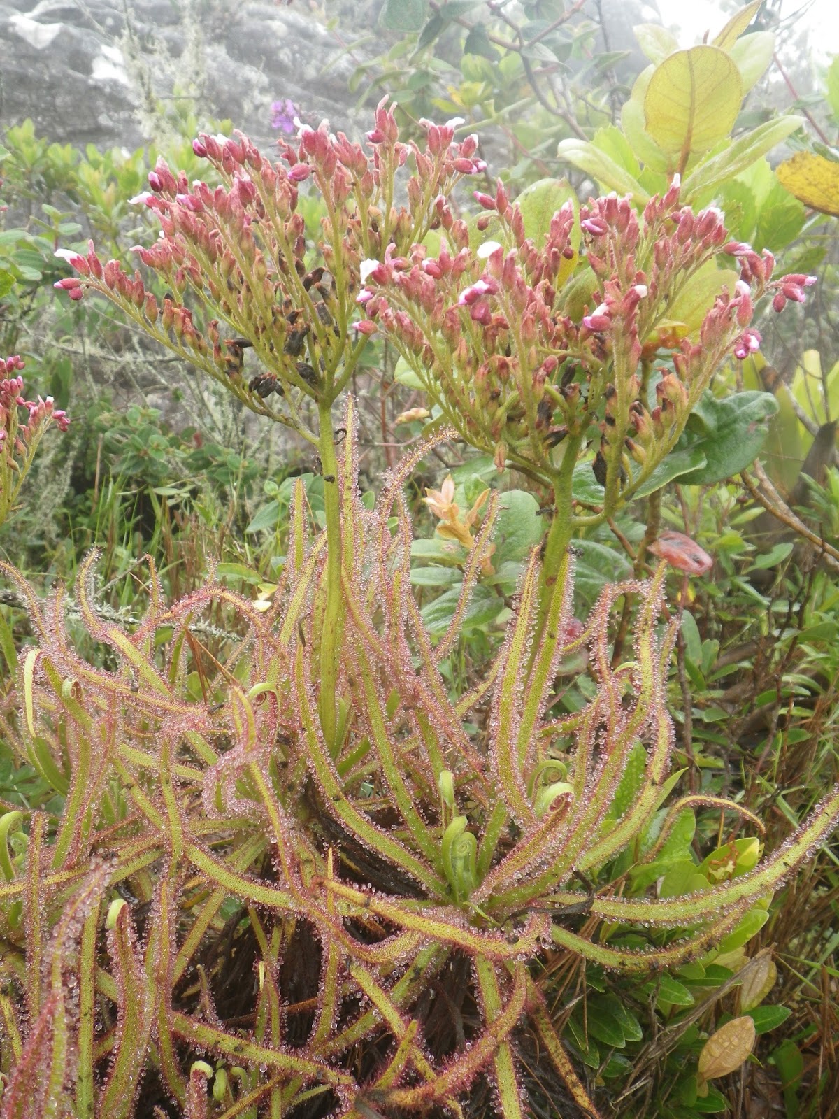 Droseras Brasileiras - Drosera magnifica
