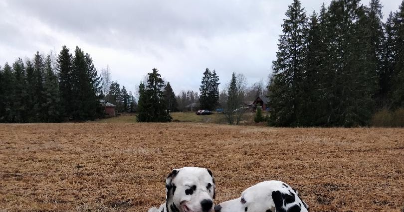 Kennel Double Dot's: SHINING-pennut 2020