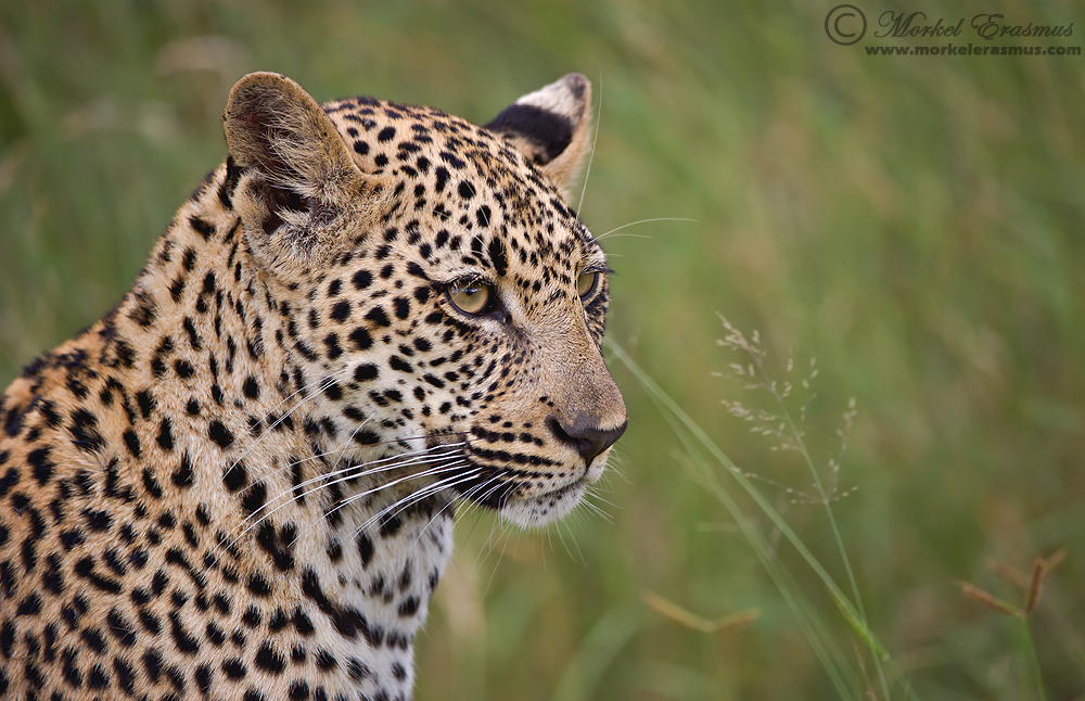 Sabi Sands: February 2010 (Part 4) | Focusing on Wildlife