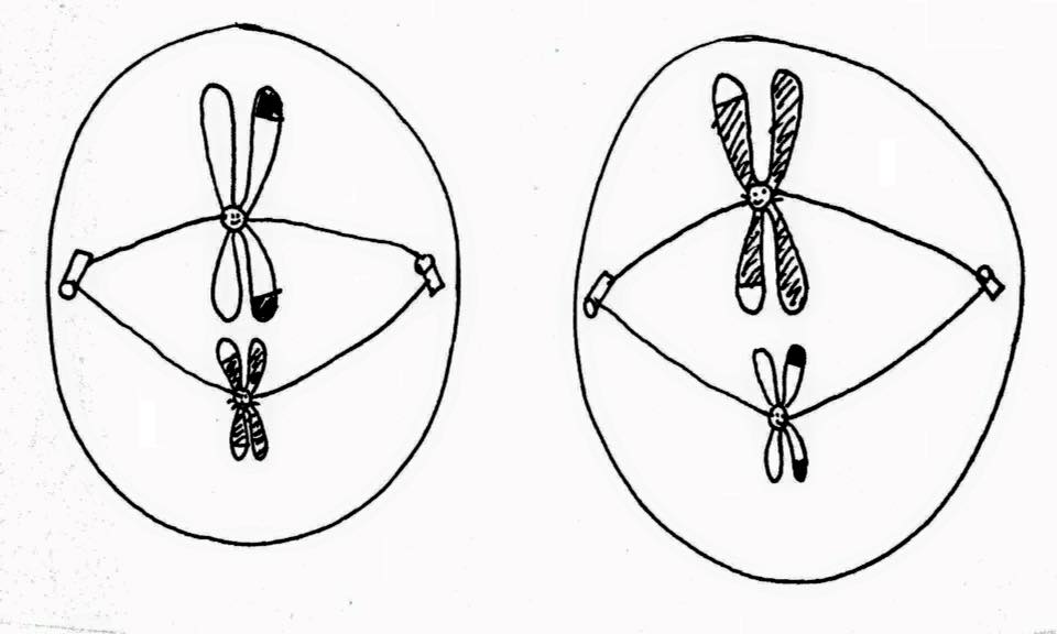 Biology A+: Proses Meiosis