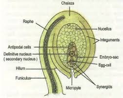 Structure of an Ovule. - Biology Of Things