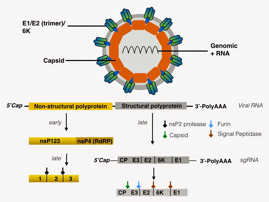 Virology tidbits: August 2014