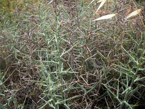 Η χλωρίδα μας: Noaea mucronata