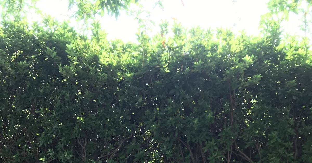 ドイツ語練習帳: 秋風 / die Herbstluft / autumn breeze