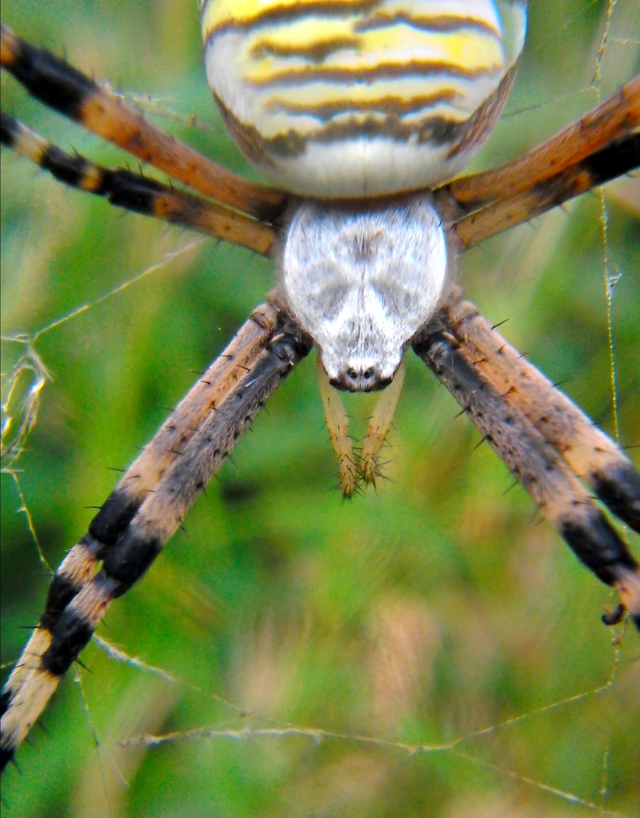 Photography - at it's finest: Big Spider, strangely beautiful -The ...