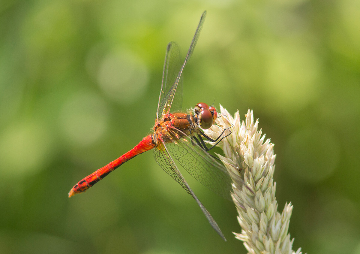 Weedon's World of Nature: Insects at Castor Hanglands
