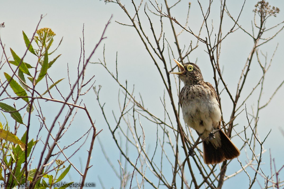 mis fotos de aves: Hymenops perspicillatus Pico de Plata Spectacled Tyrant