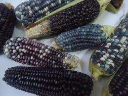 el proceso a seguir para sembrar y cosechar el elote