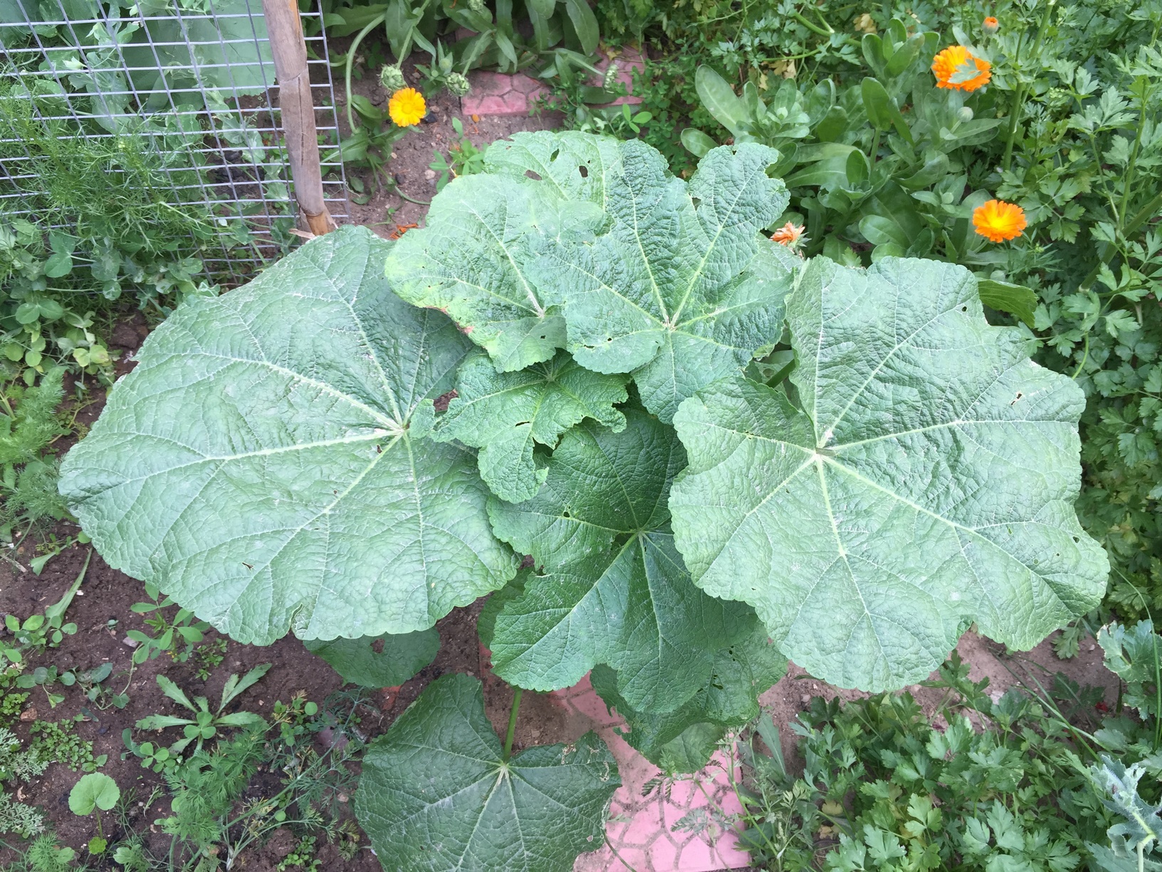 How To Plant Hollyhock