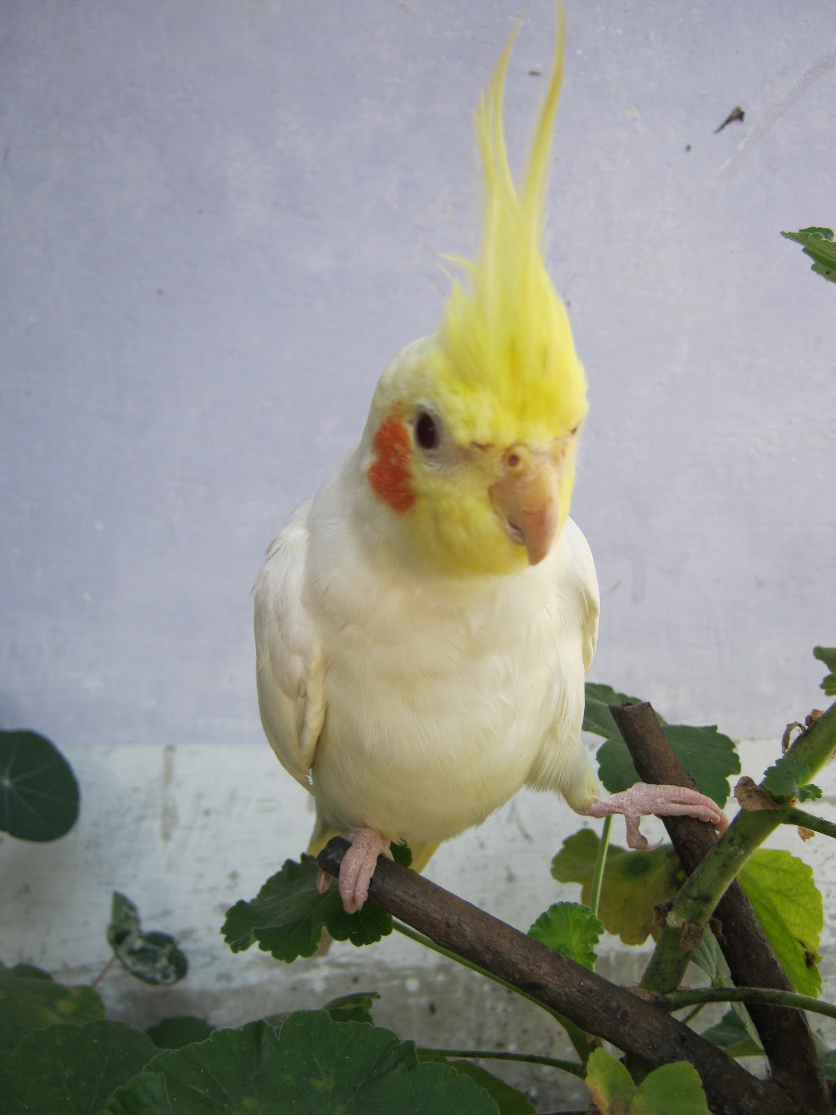 MI MASCOTA FAVORITA: Aves Ornamentales Tiernas