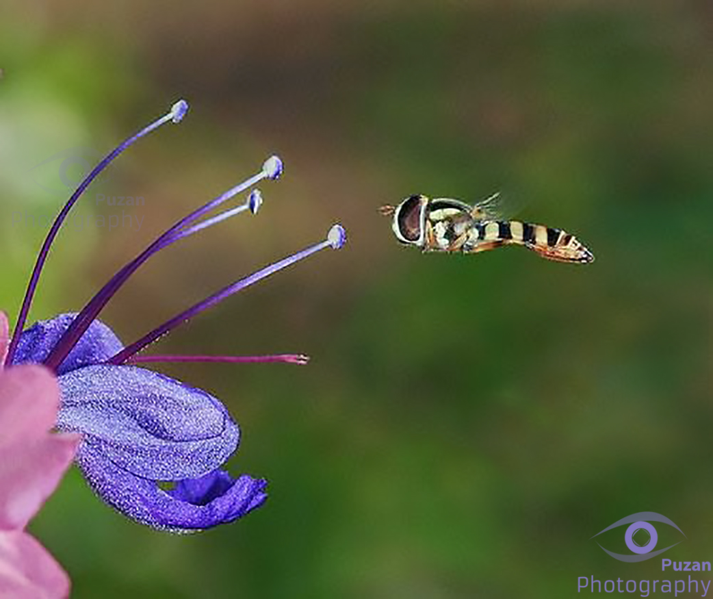 Honey Bee In Nepal and Pokhara - Puzan Photography
