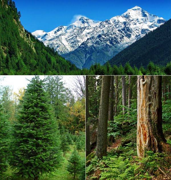 Arborii , pe familii si specii