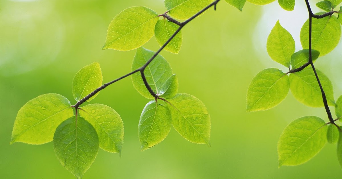 Quimica Organica: ANATOMIA DE LA HOJA