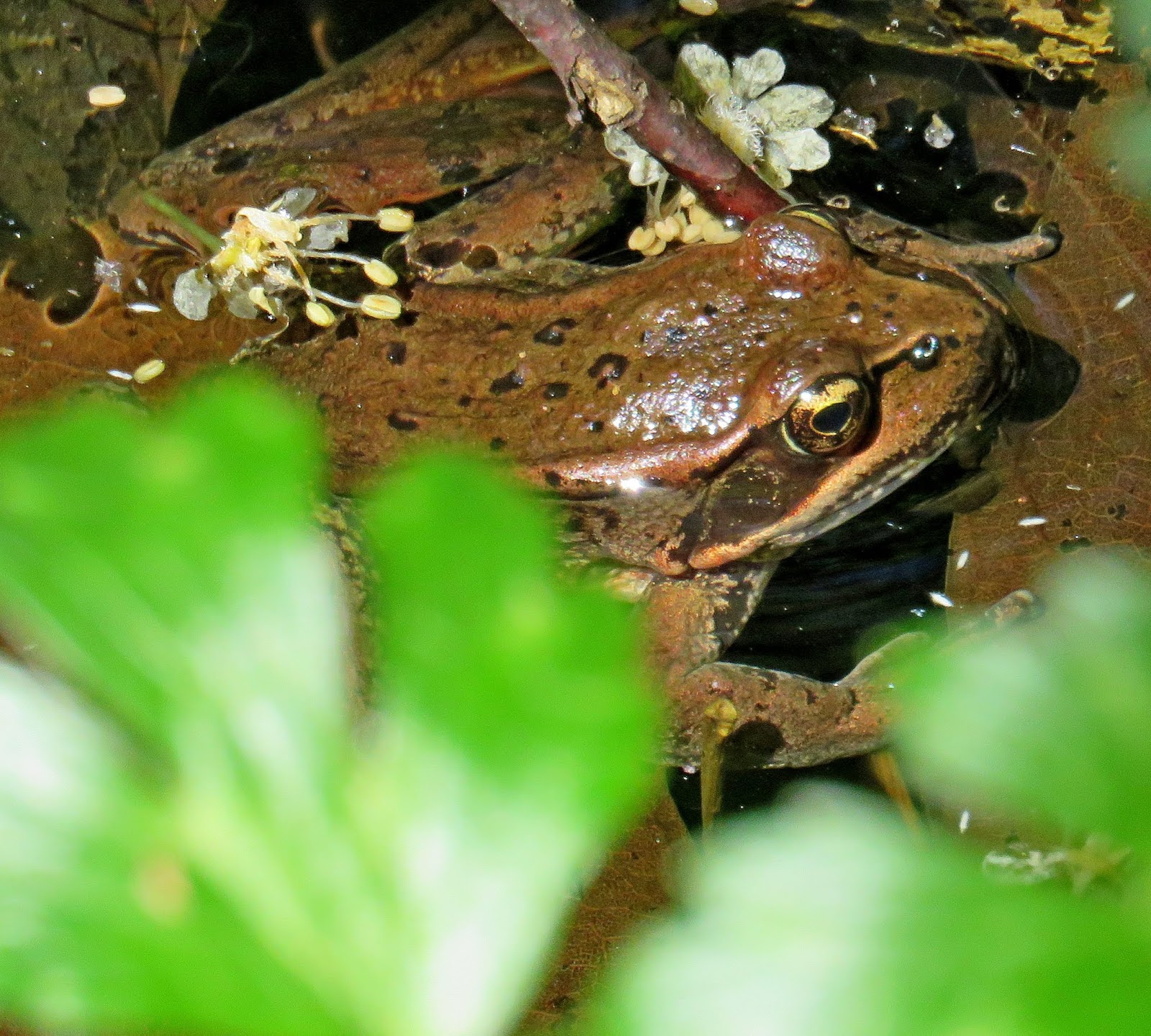 Buzz's Marine Life of Puget Sound: RED-LEGGED FROGS AT THE POND