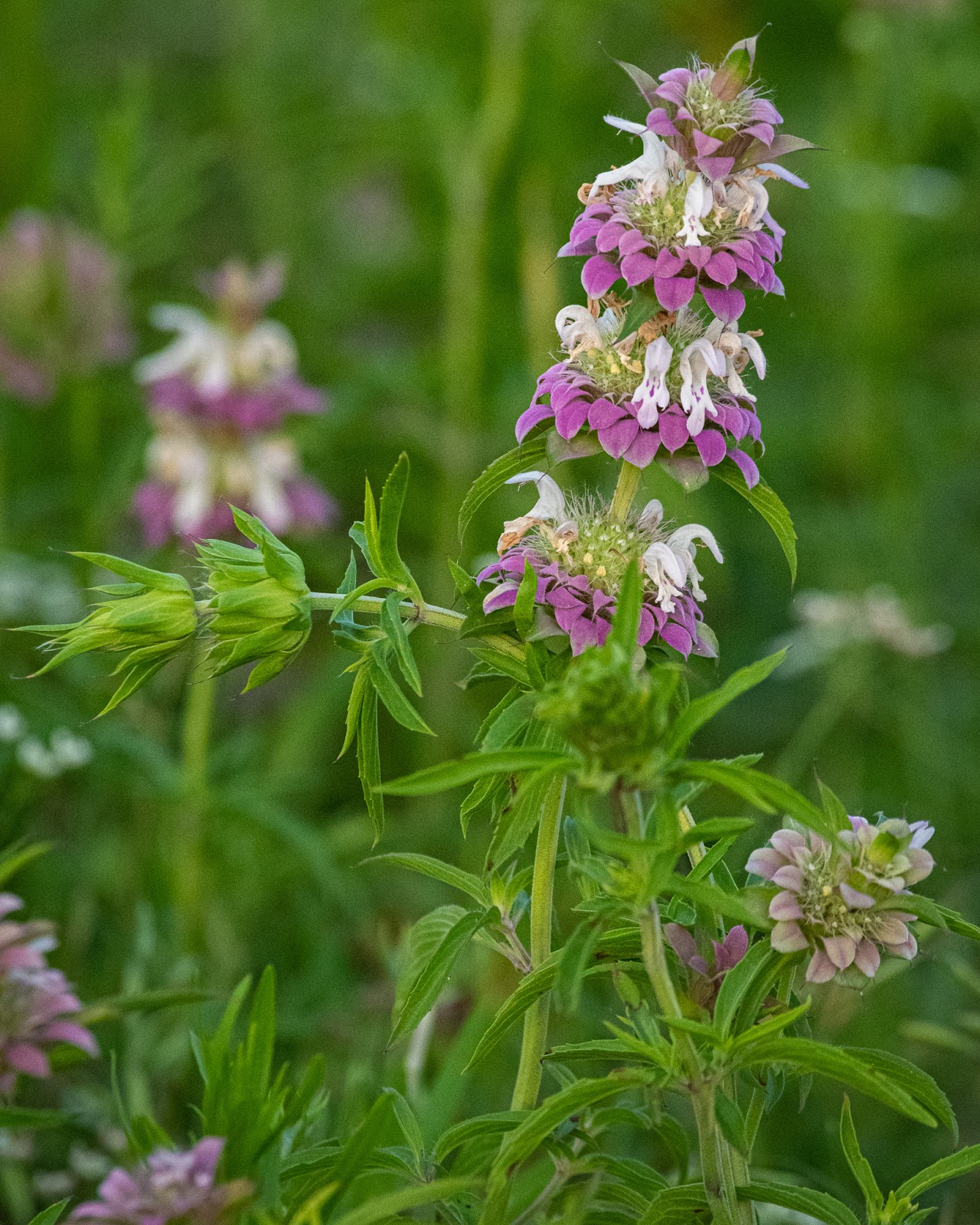 A Tree Falling: The Flower Mound, Sunset: May 2020