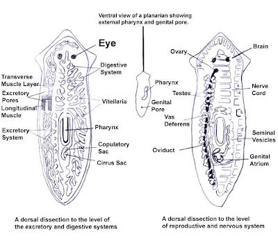 CACING PIPIH ITU APA? - MAHKOTA SAINS