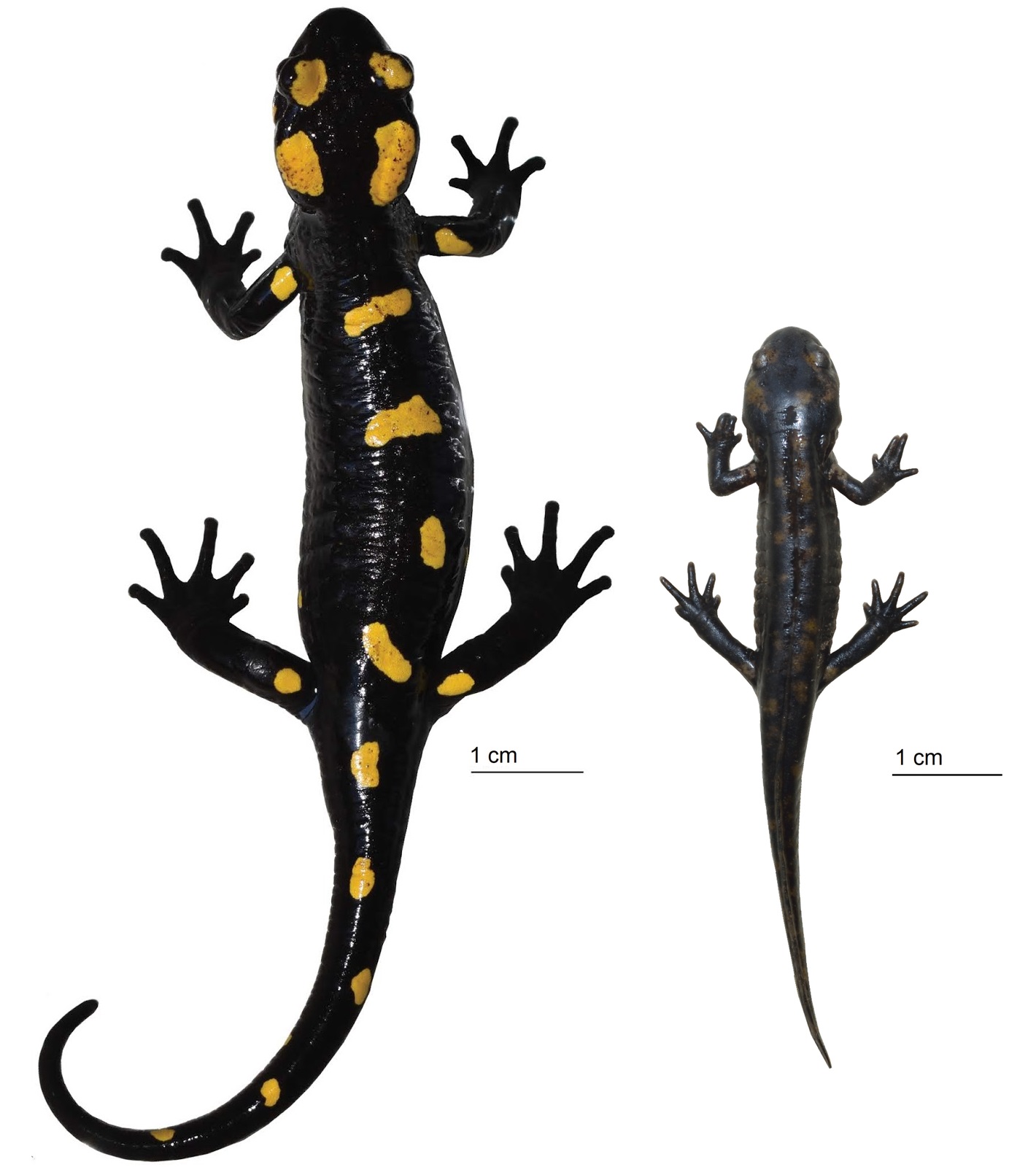 Species New to Science: [Herpetology • 2019] Salamandra algira ...