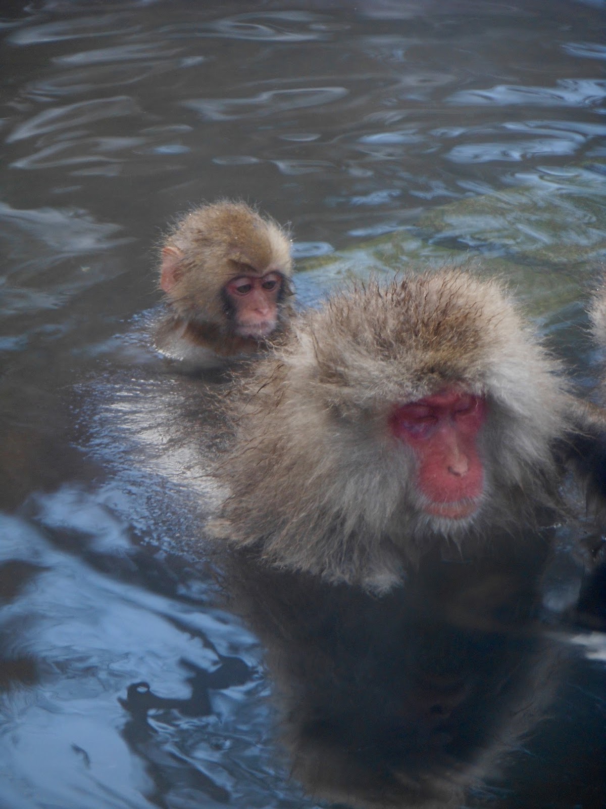 Hokkaido Kudasai: Snow Monkey Park