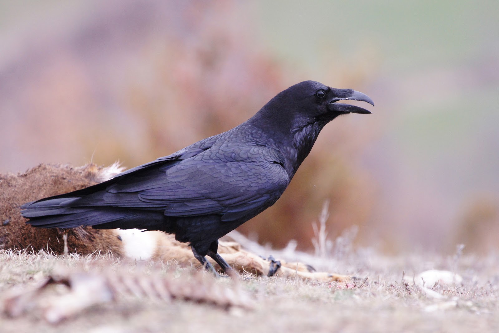 Pasión por las aves: Cuervo.(Corvus corax)