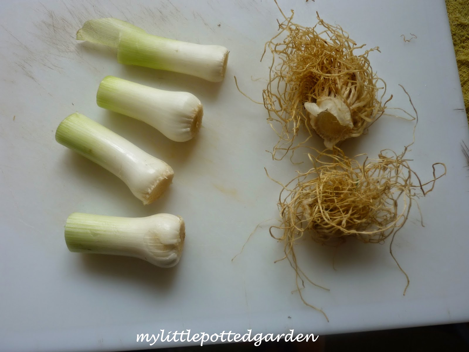 My Little Potted Garden: Growing Leeks