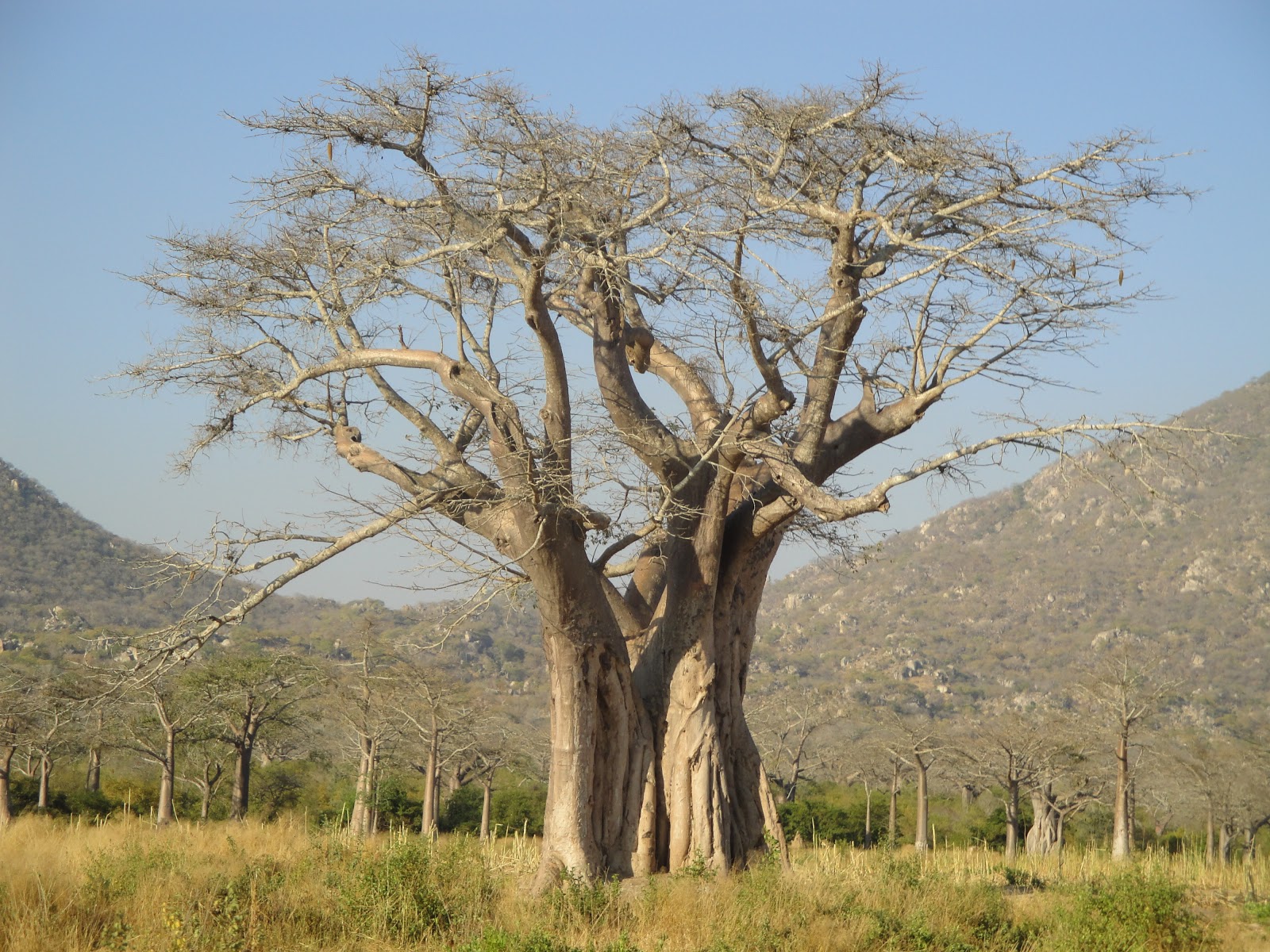 Lobito - Benguela - Angola: ==> *** Município do Chongoroi - Terra dos ...