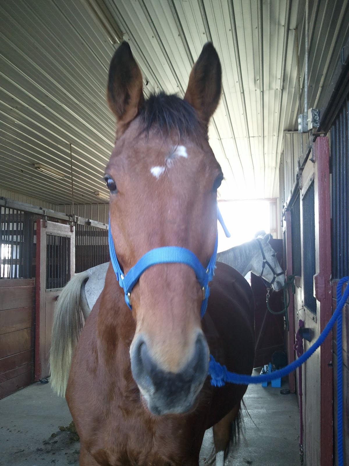 Hand Gallop: Settling In