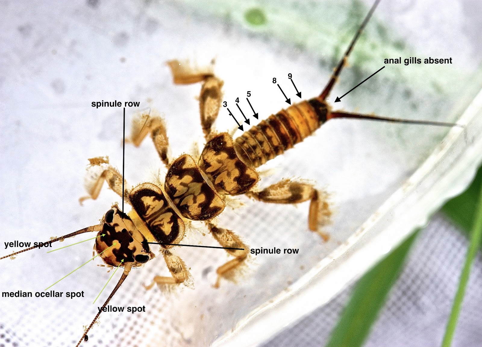 Aquatic Insects of Central Virginia: And another new species at Buck Mt ...