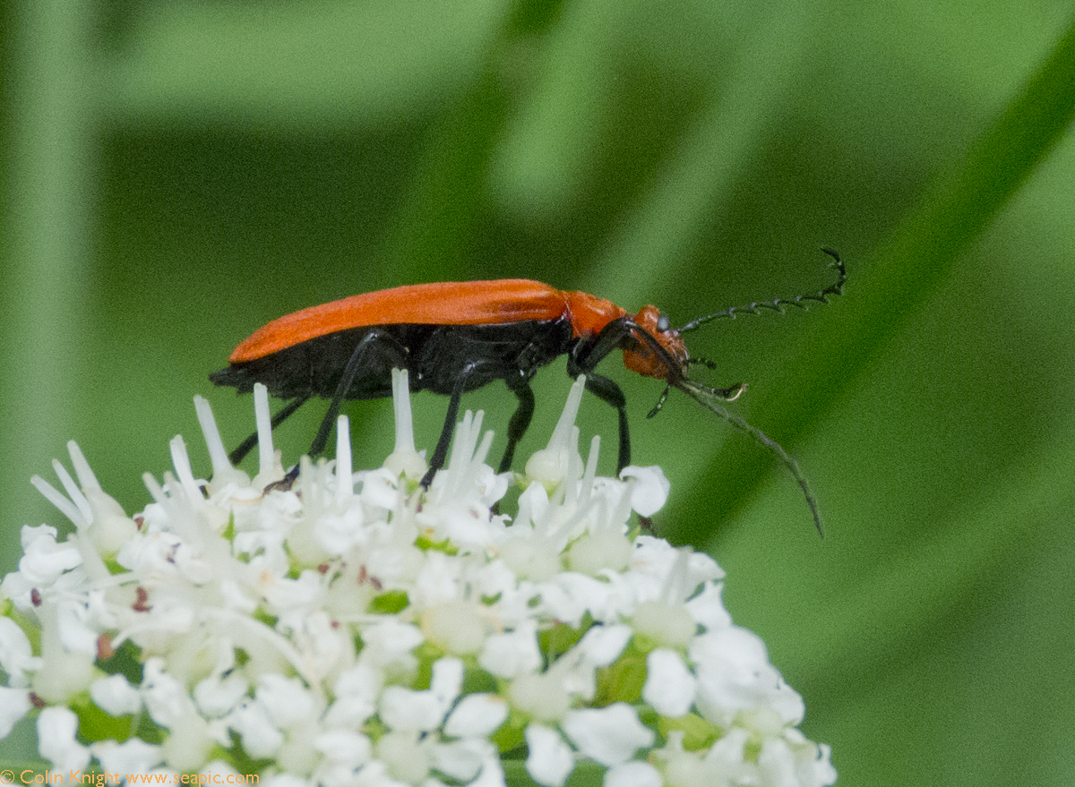 Postcards from Sussex: Longhorn Moths at Warnham