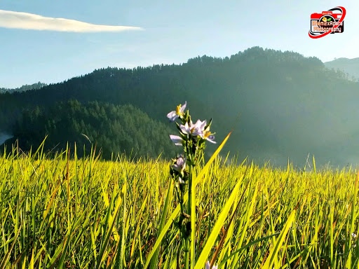 Crafted in a Marvelous Design: Nature's Beauty at Lampanag Ridge ...