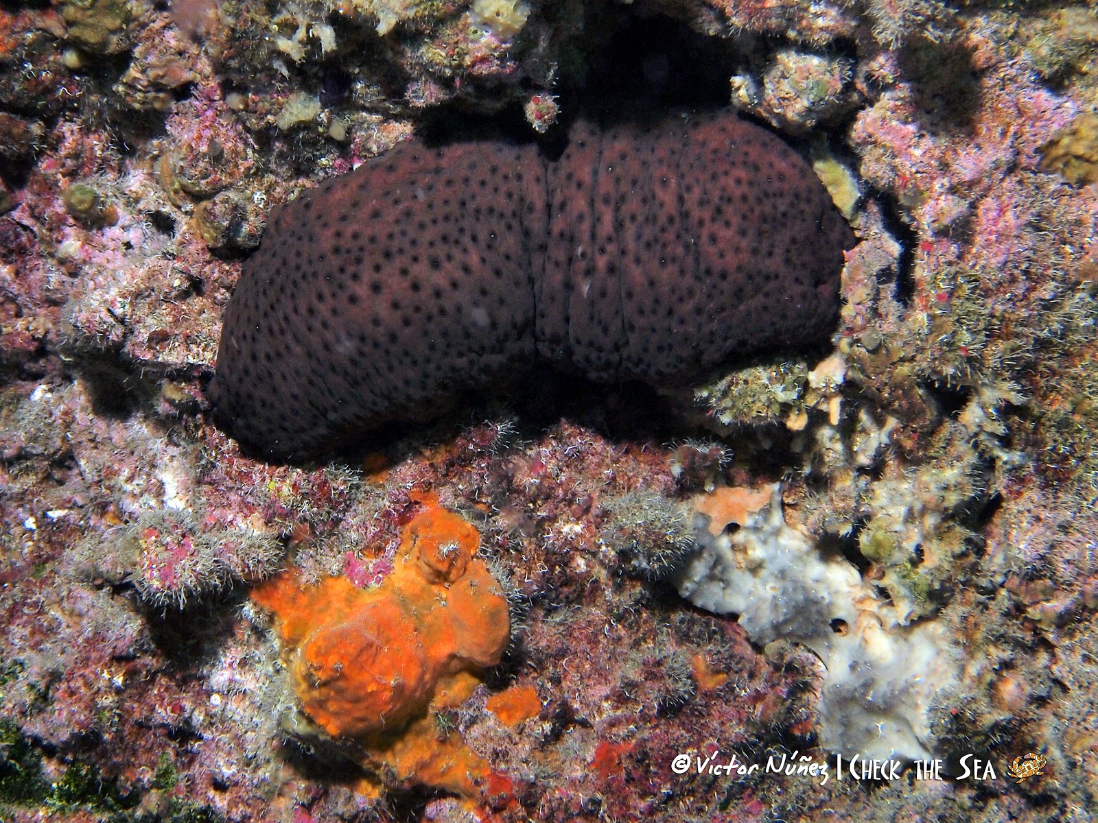 Check the Sea. Web de buceo y fotografía submarina de las Islas ...