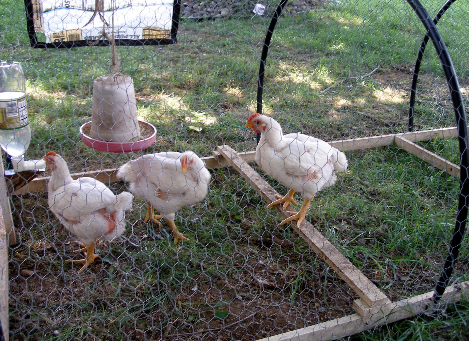 Living the Frugal Life: Harvest Meal: Chicken in a Pot