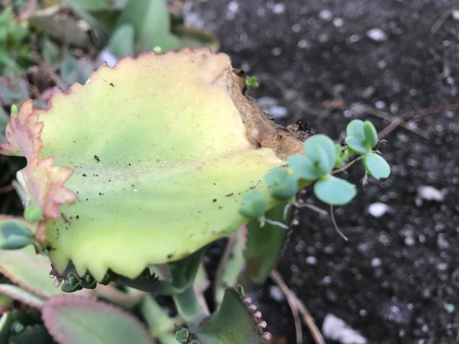 新/马草药自然医学: 落地生根的功效与作用.Kataka-taka (Miracle Leaves) Traditional ...